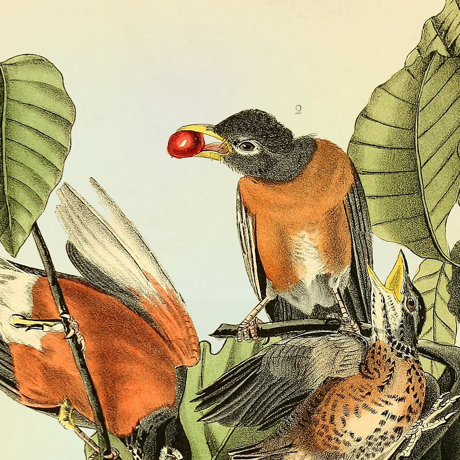 American Robin Print Botanical Print Bird Art Audubon - Etsy