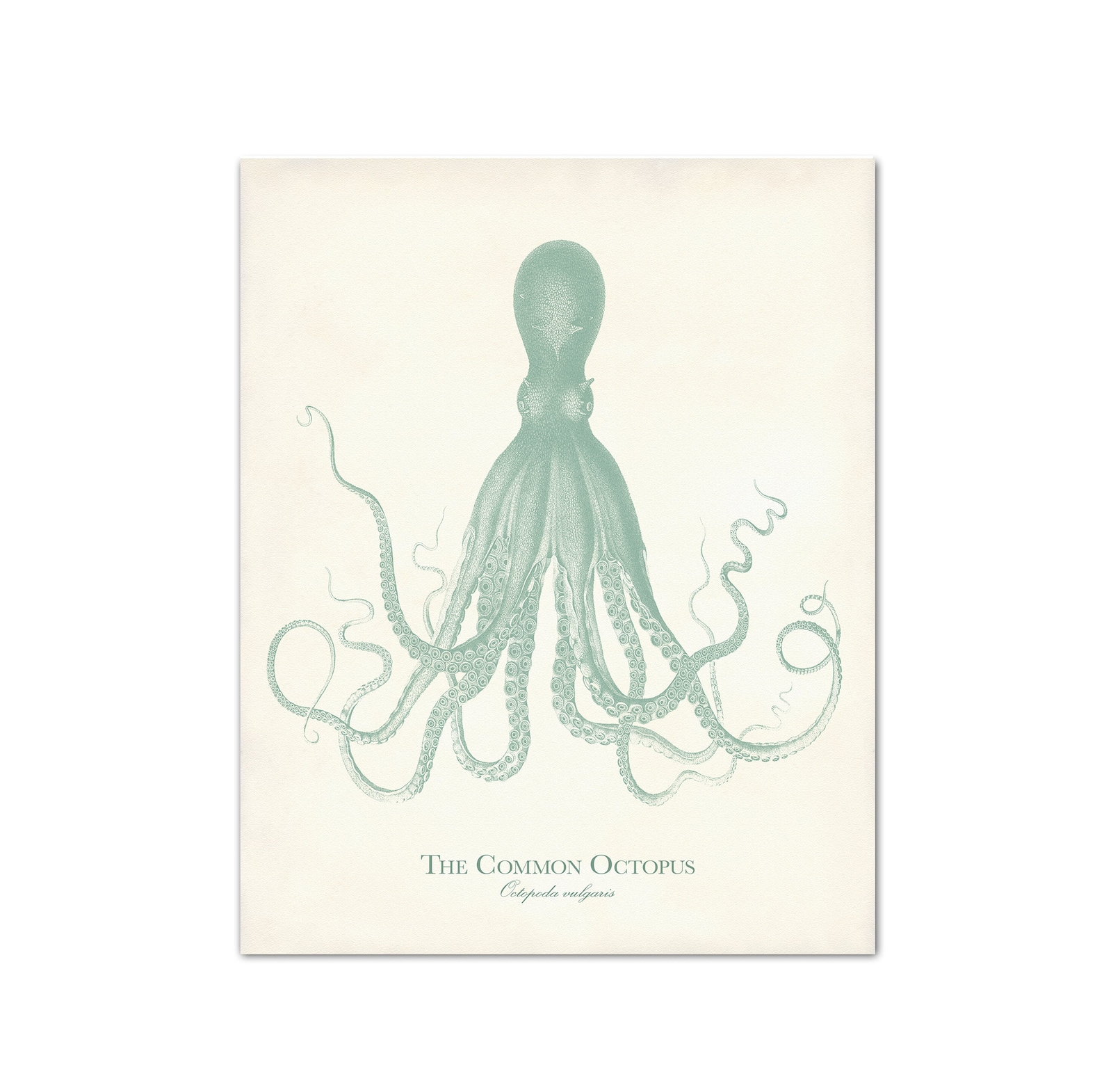 Sea Glass Green Sea Life Illustration Set of 6 Seafoam - Etsy