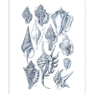 Seashell Art Print Set in Navy Blue, Sea Shell Prints, Vintage ...