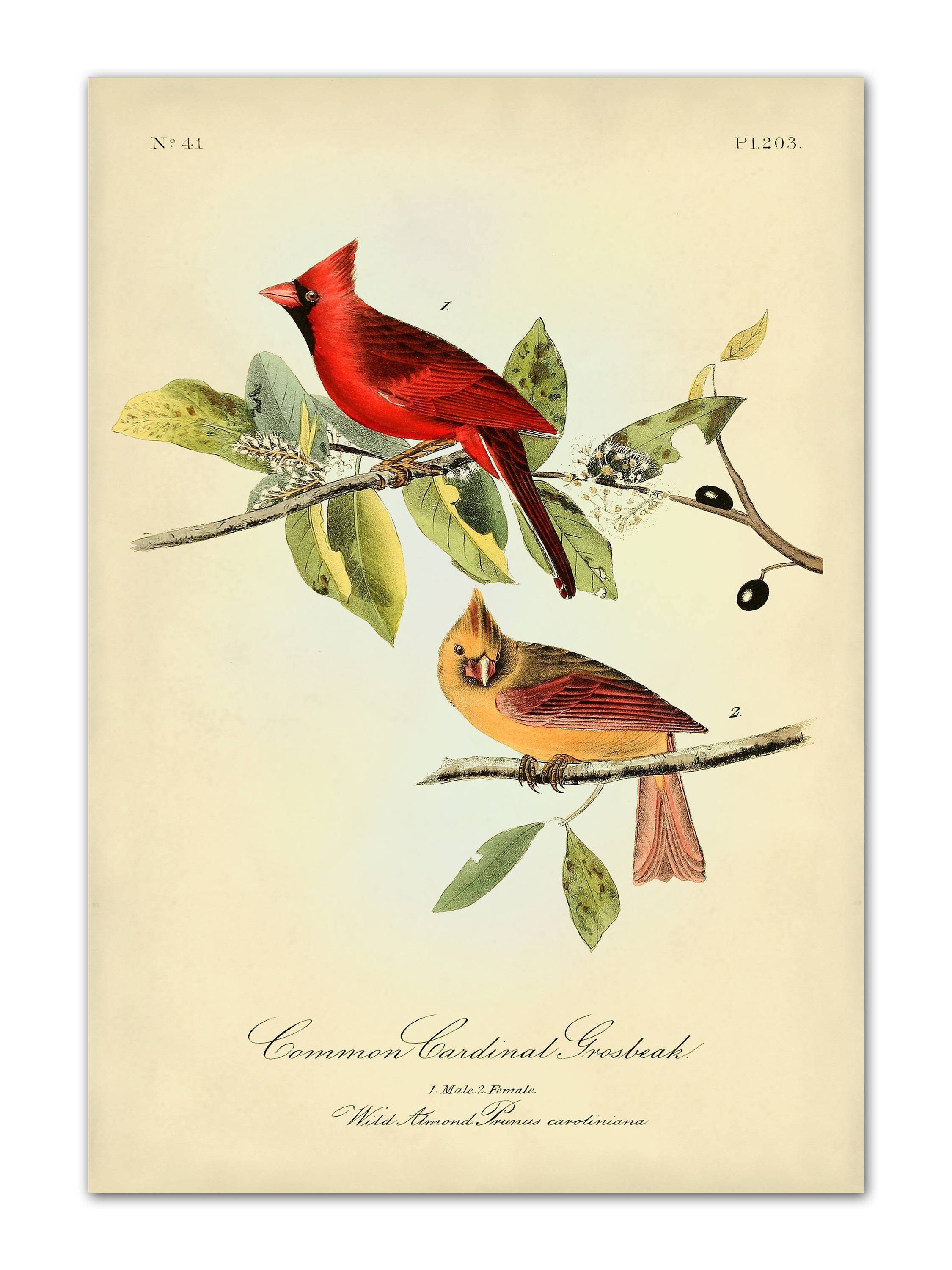 Audubon Bird Print Set Audubon Birds of America Bird and - Etsy