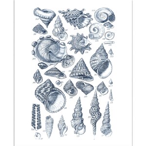 Seashell Art Print Set in Navy Blue, Sea Shell Prints, Vintage ...