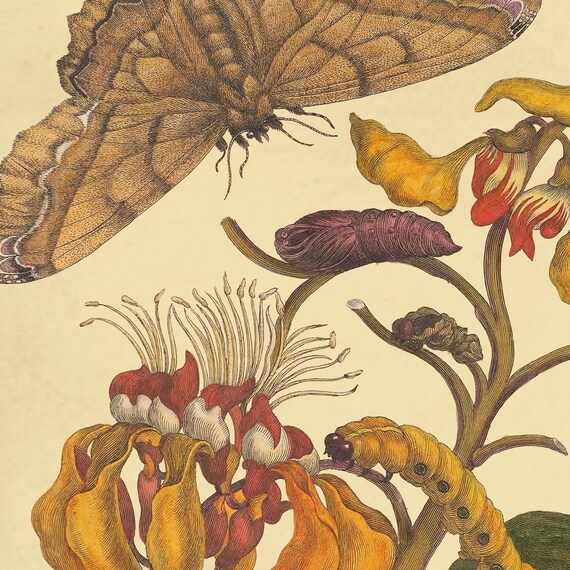Summer Birds The Butterflies Of Maria Merian