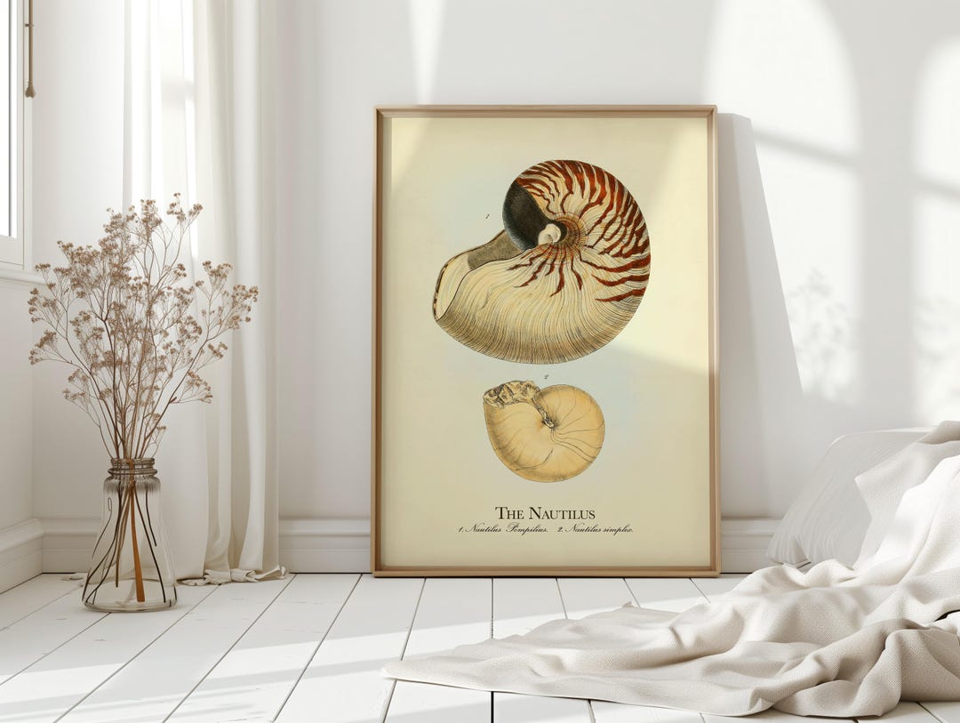 Nautilus Shell Art Print, Vintage Coastal Illustration, Chambered ...