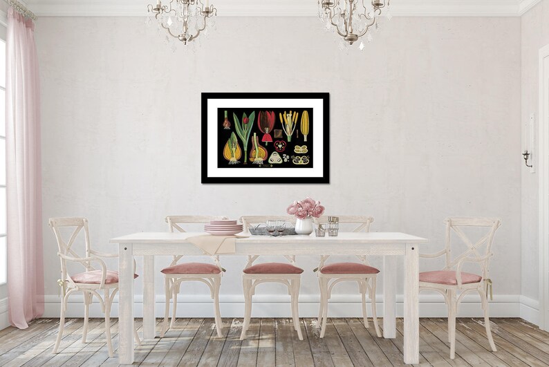 Botany Educational Chart, Tulip Print, Vintage Botanical Illustration ...