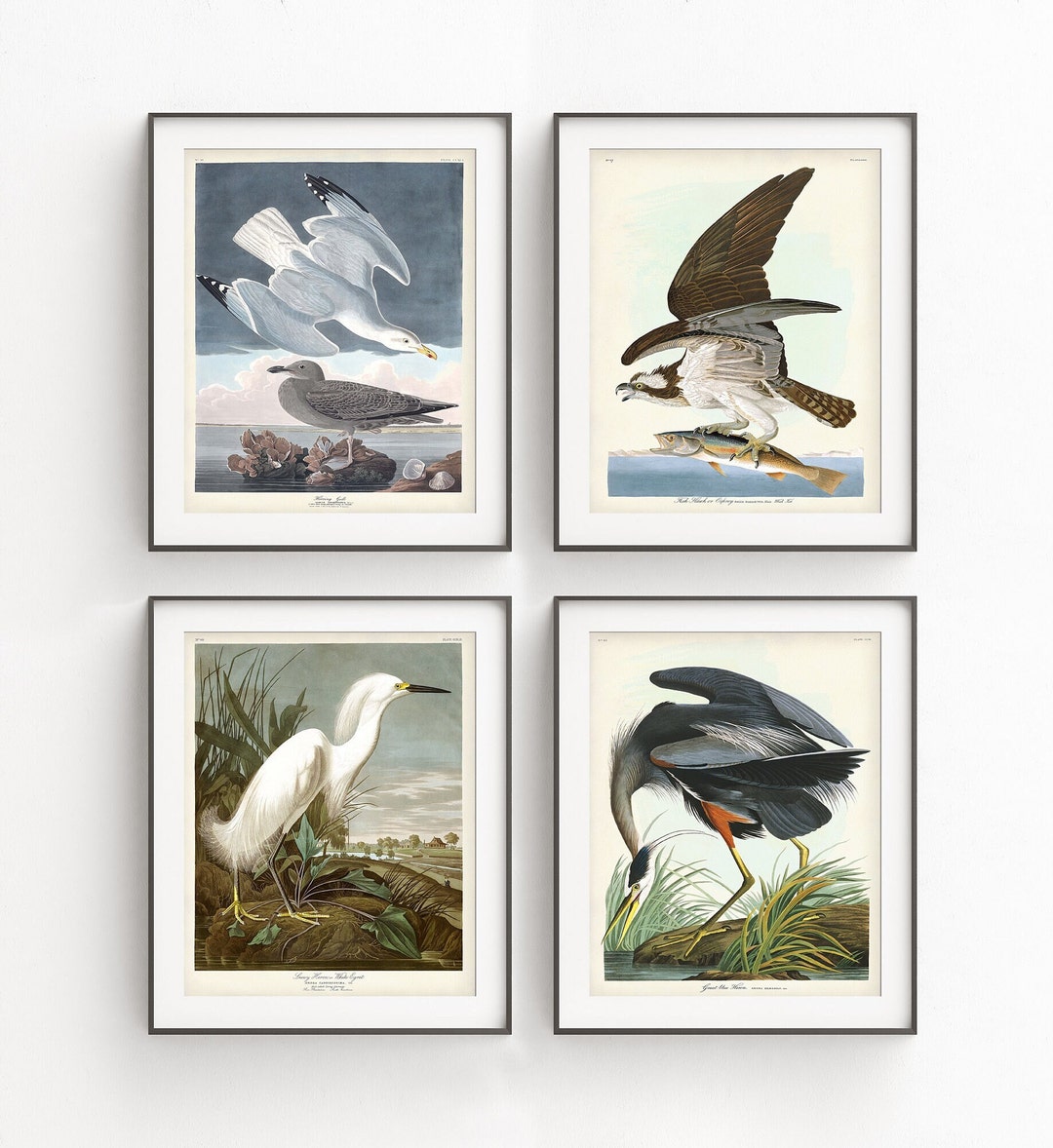 Audubon Shore Bird Art Print Set of 4, Audubon Birds of America ...
