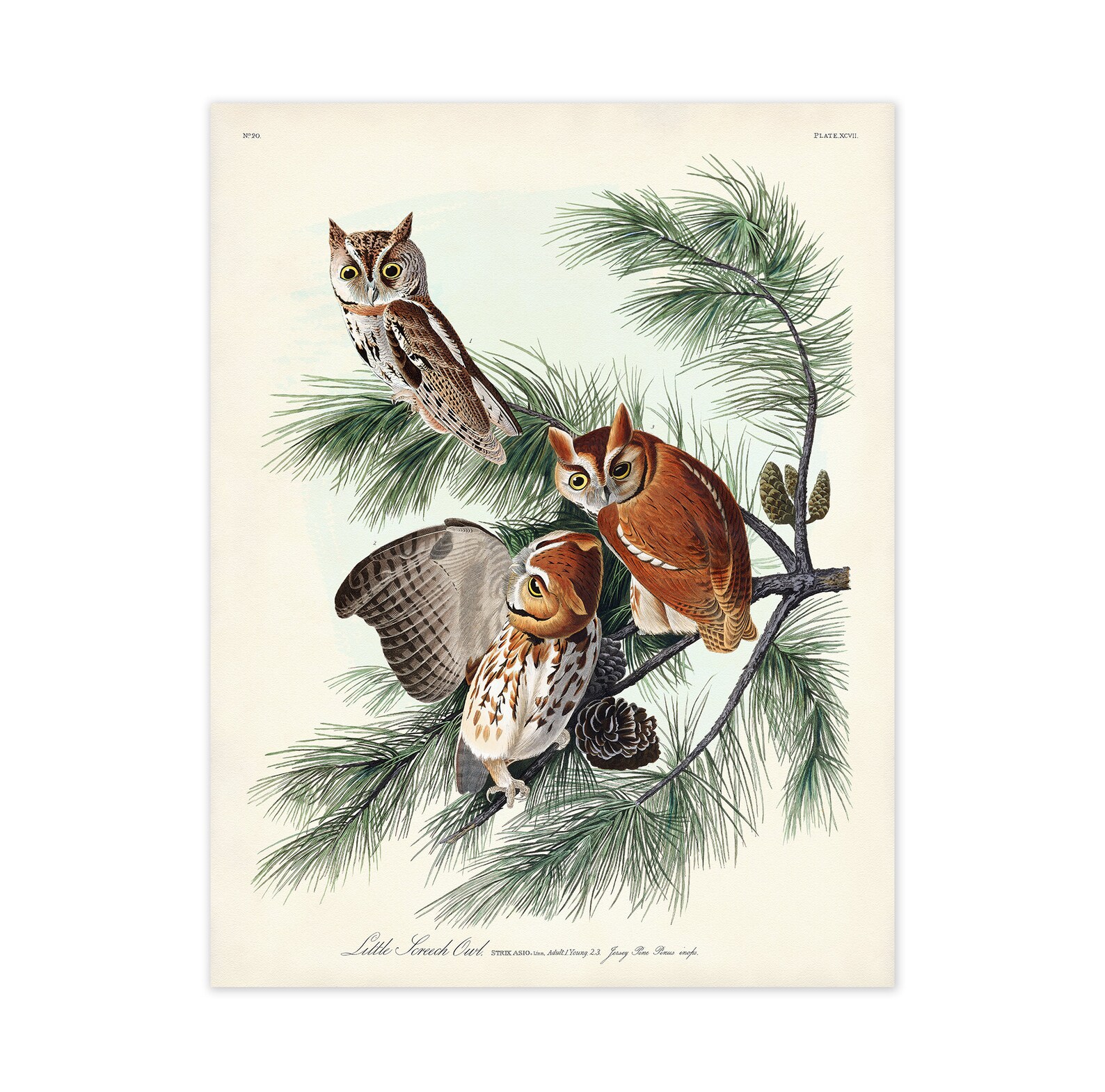 Screech Owl Print Audubon Birds of America Vintage Bird - Etsy