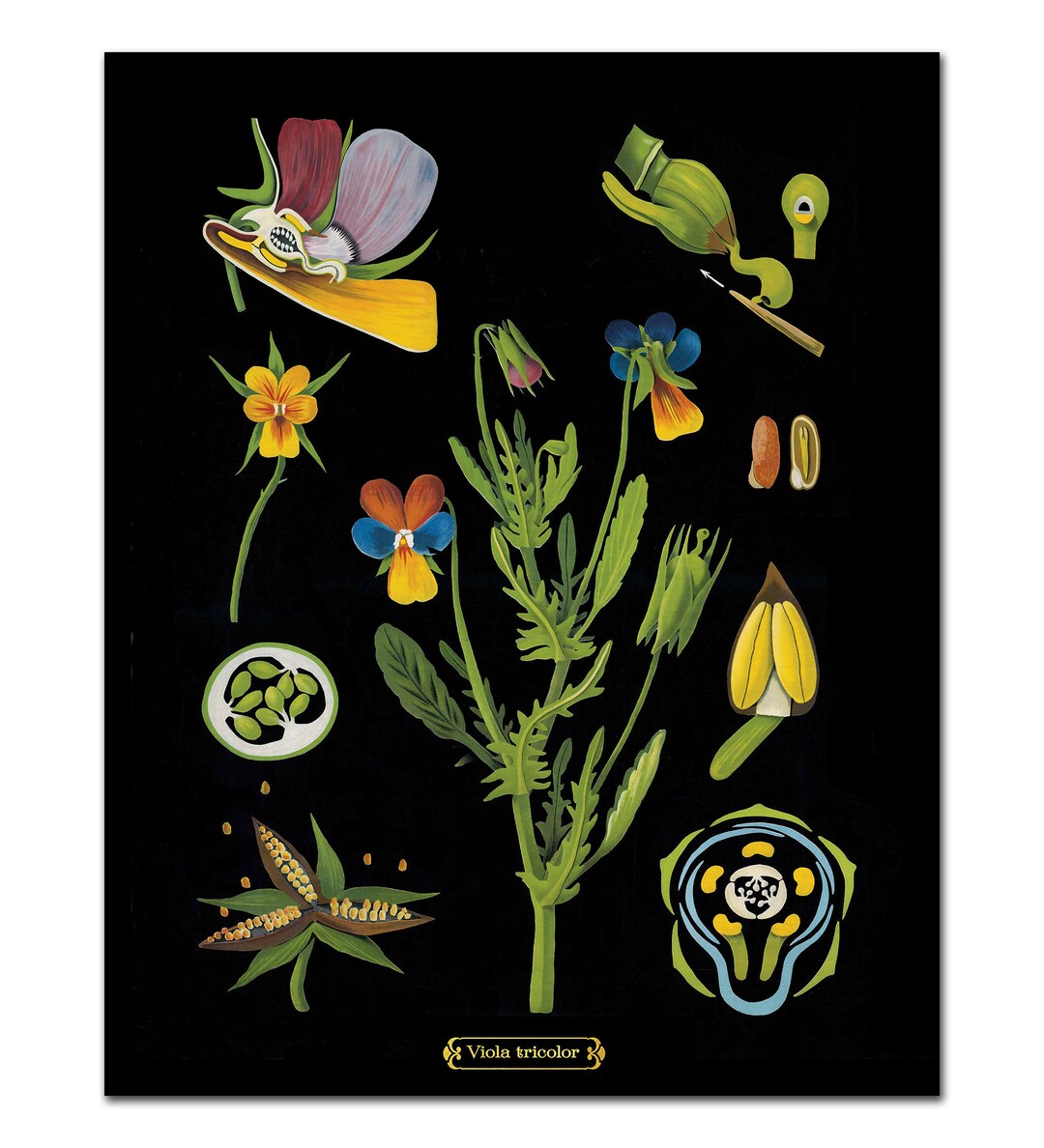 Botanical Art Print of Violets, Viola Tricolor, Vintage Botanical ...