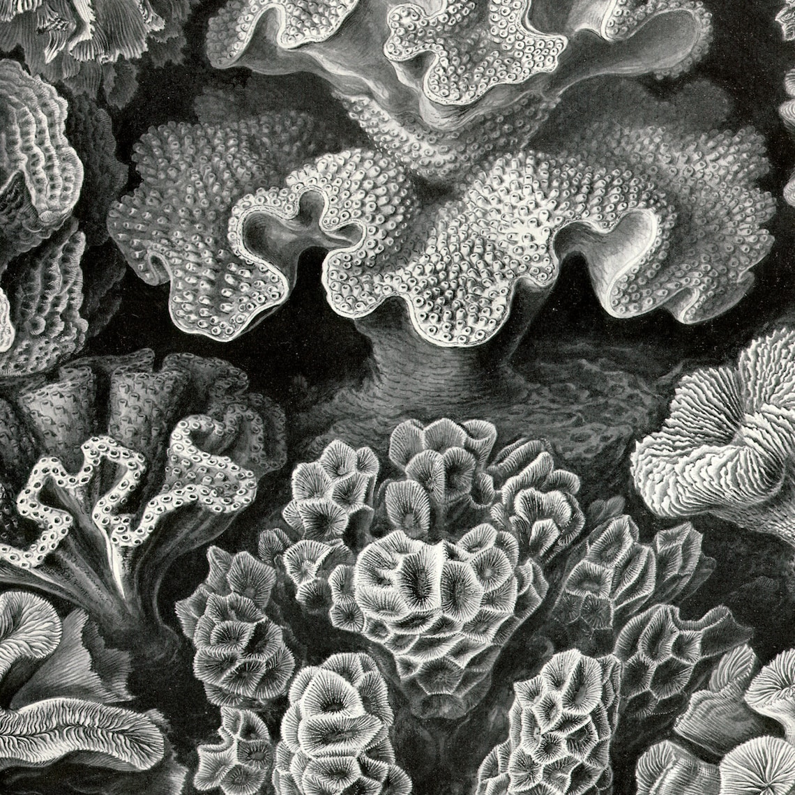 Ernst Haeckel Sea Coral Scientific Illustration Black and | Etsy