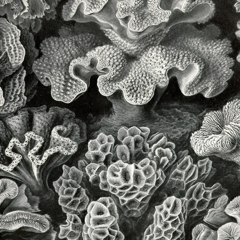 Ernst Haeckel Sea Coral Print, Black and White Nautical Illustration - Etsy