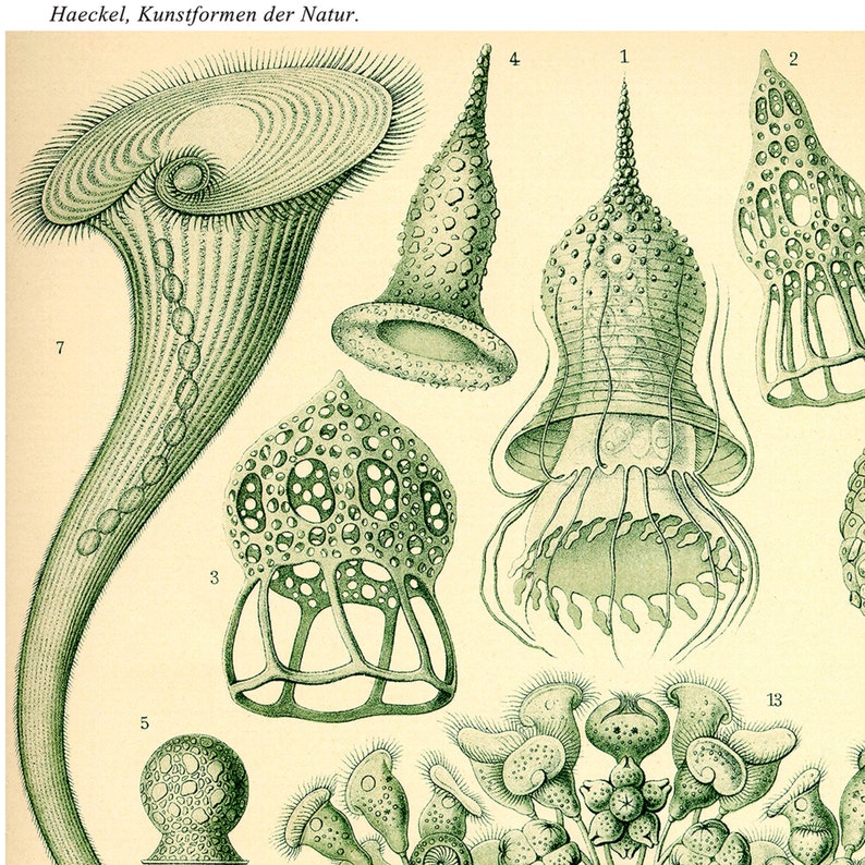 Sea Algae Print Ernst Haeckel Scientific Illustration Marine - Etsy