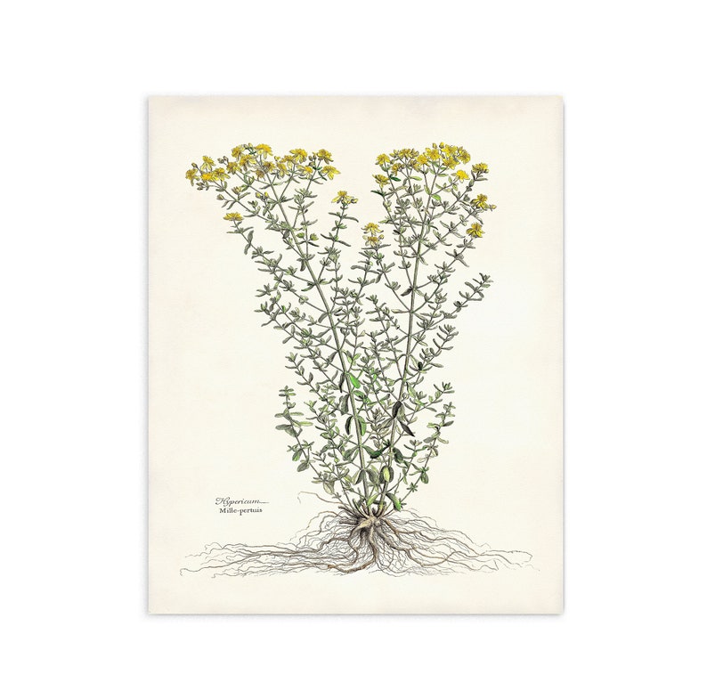 Sunflower Botanical Art Prints, Vintage Style Floral Illustrations - Etsy