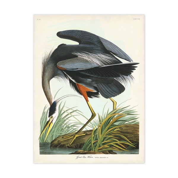 Bird Nature Poster - Etsy