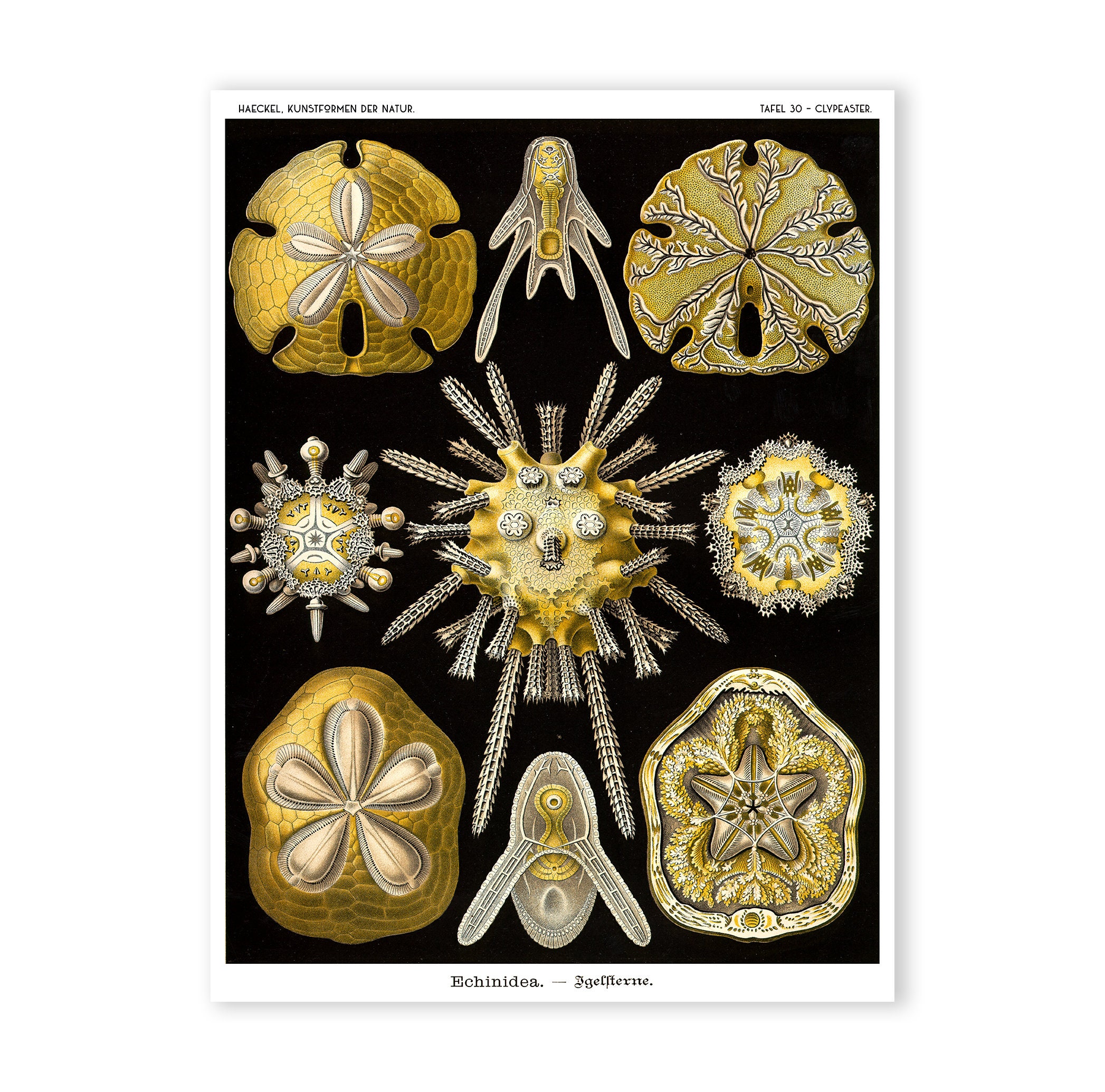 Sand Dollar Scientific Illustration
