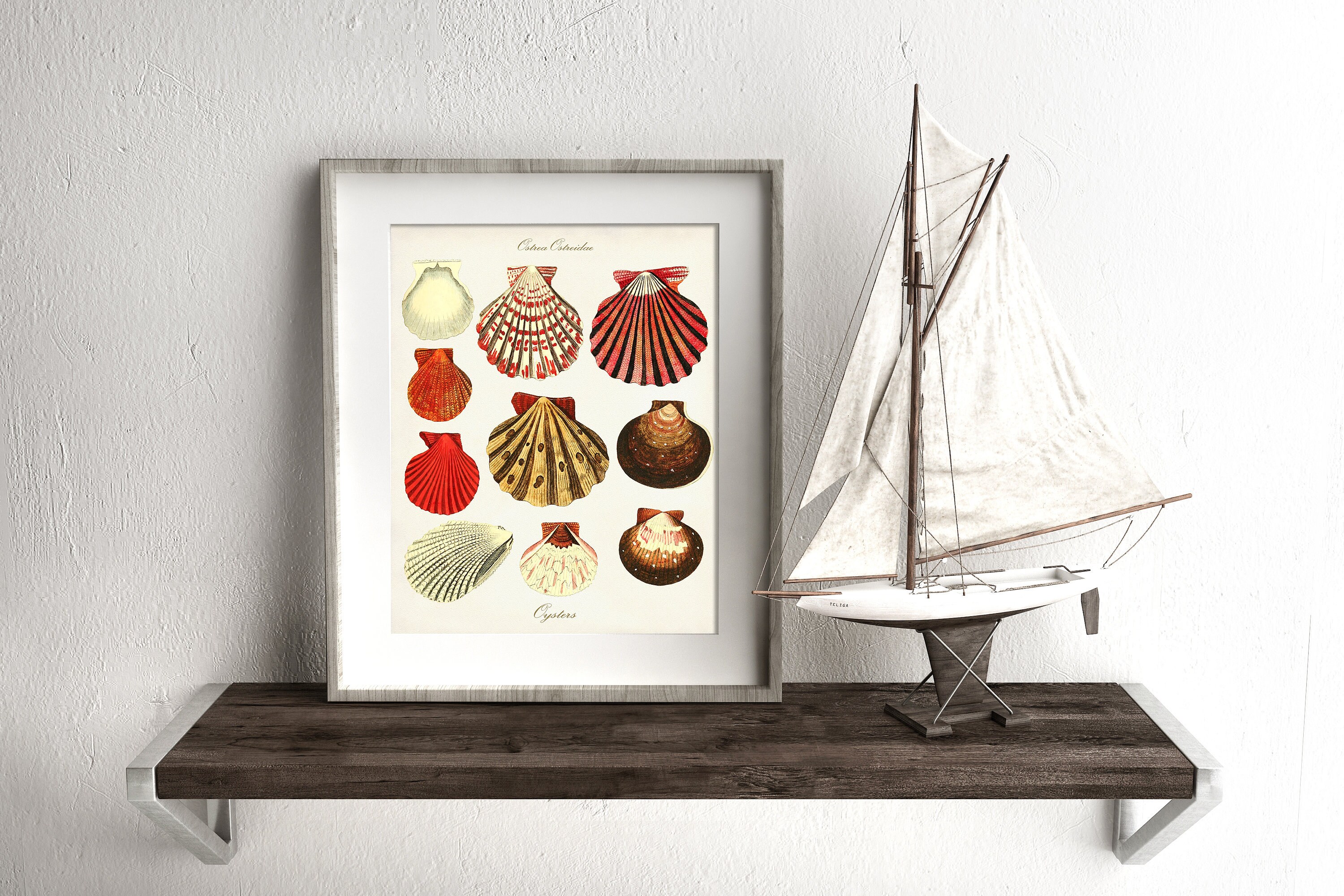 Seashell Art Print Shells Poster Colorful Oyster Shells | Etsy