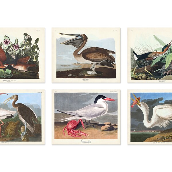 Florida Bird Art - Etsy
