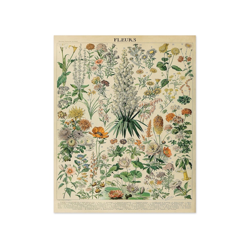 Vintage French Floral Illustration Botanical Print From Petit - Etsy
