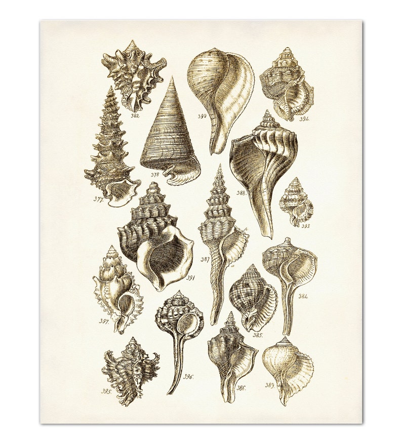 Seashell Print Set of 4 Shell Prints Seashell Wall Art - Etsy