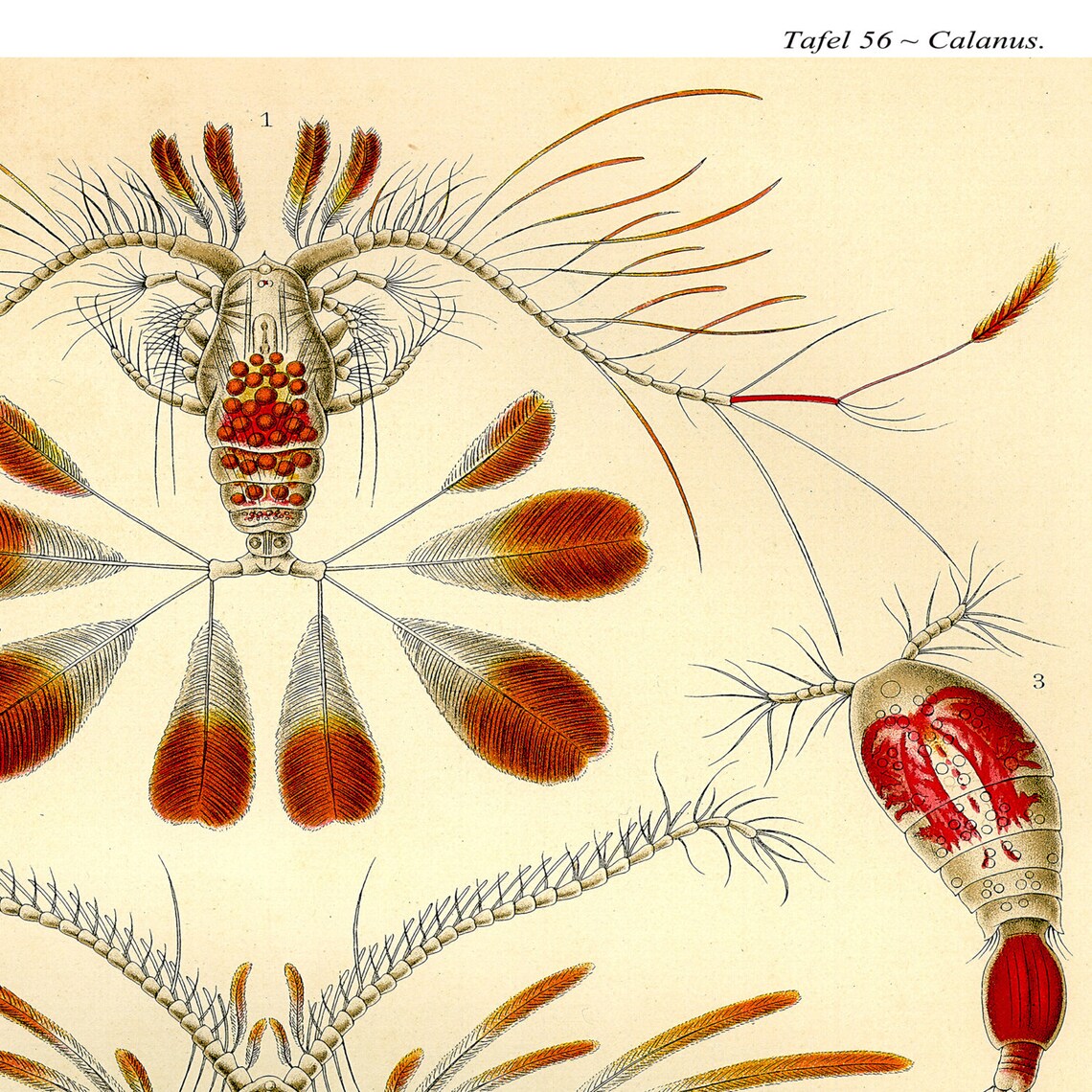 Marine Life Poster Crustaceans Print Ernst Haeckel Scientific | Etsy
