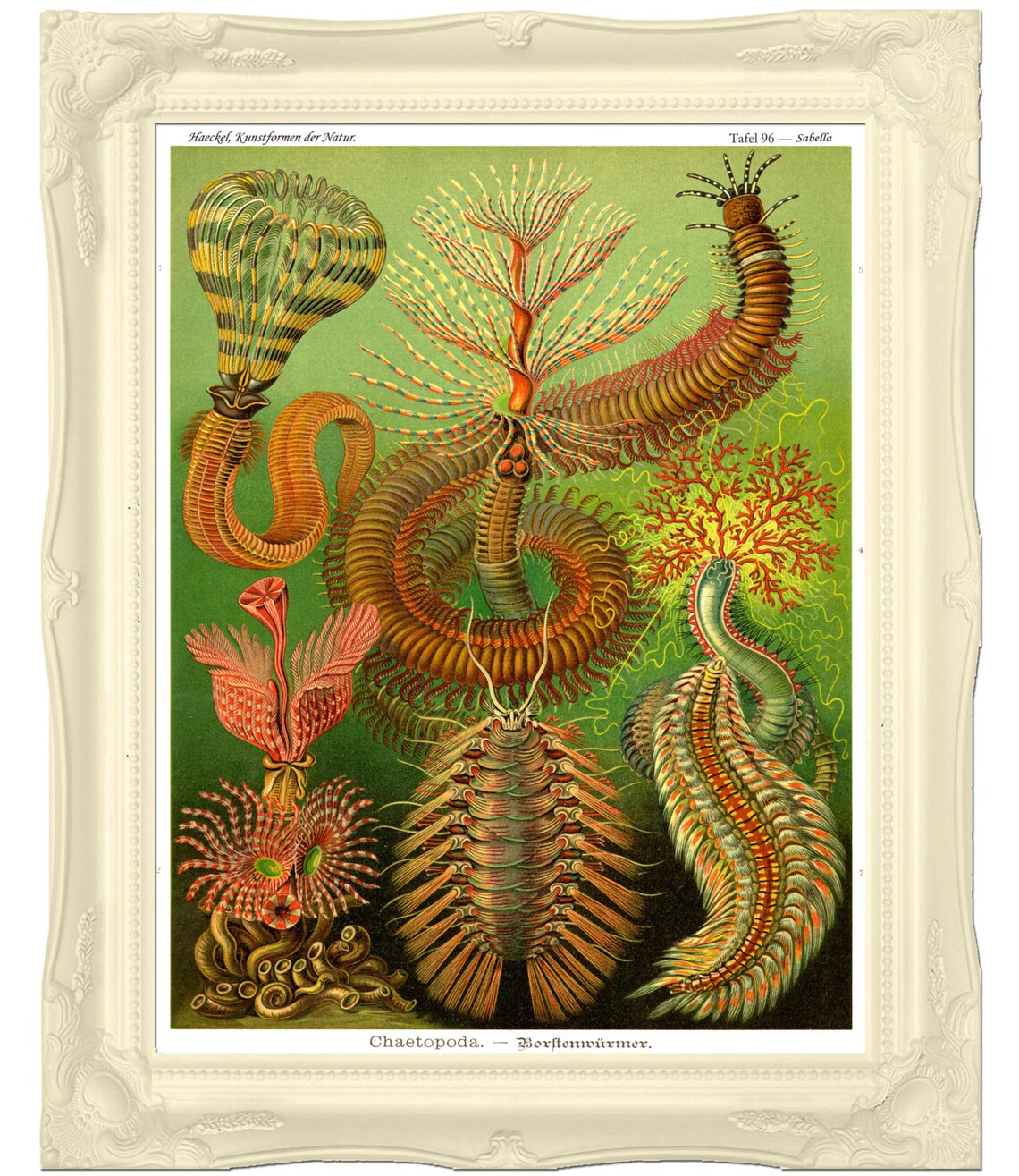 Ernst Haeckel Sea Worms Poster Haeckel Wall Art Marine Life | Etsy