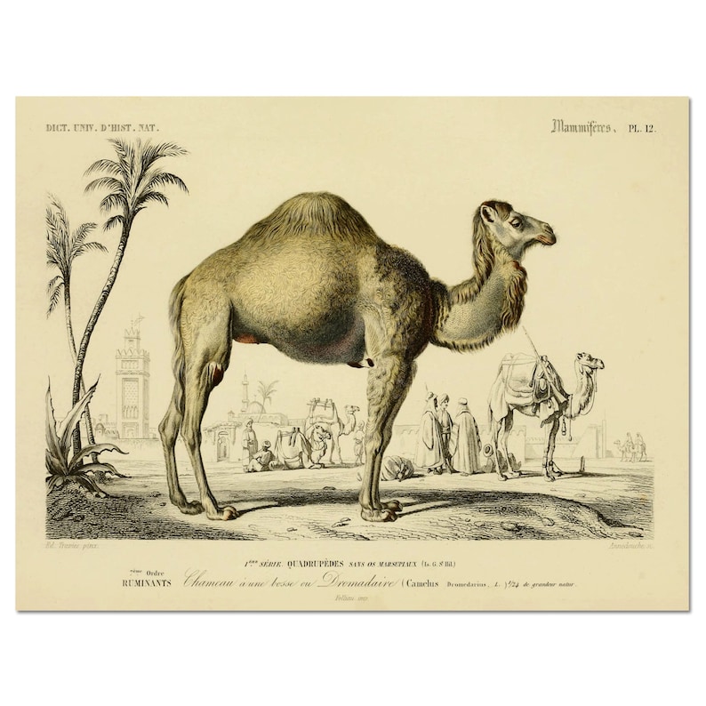 Camel Print Poster Camel Wall Art Savanna Animal Wall Art | Etsy