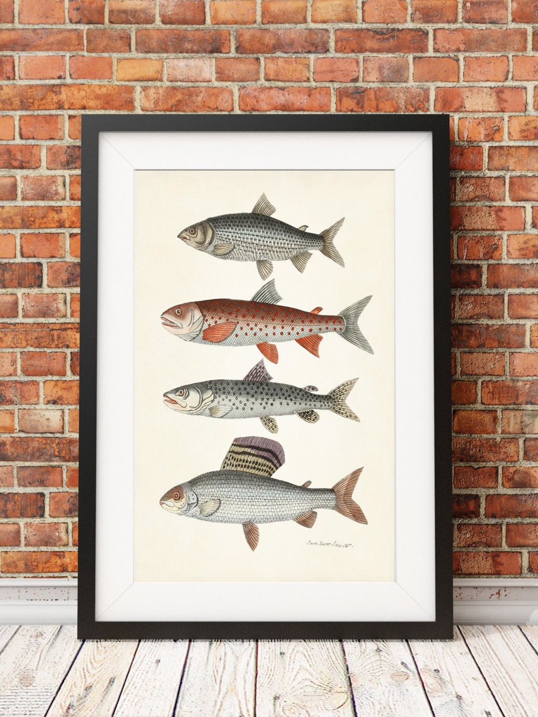 Fish Print Trout Fish Art Fish Poster Art for Fisherman | Etsy