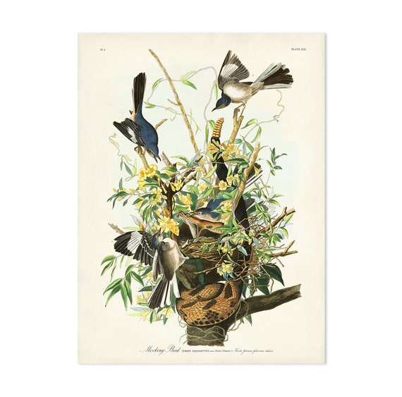 Northern Mockingbird Print Audubon Birds of America Vintage - Etsy