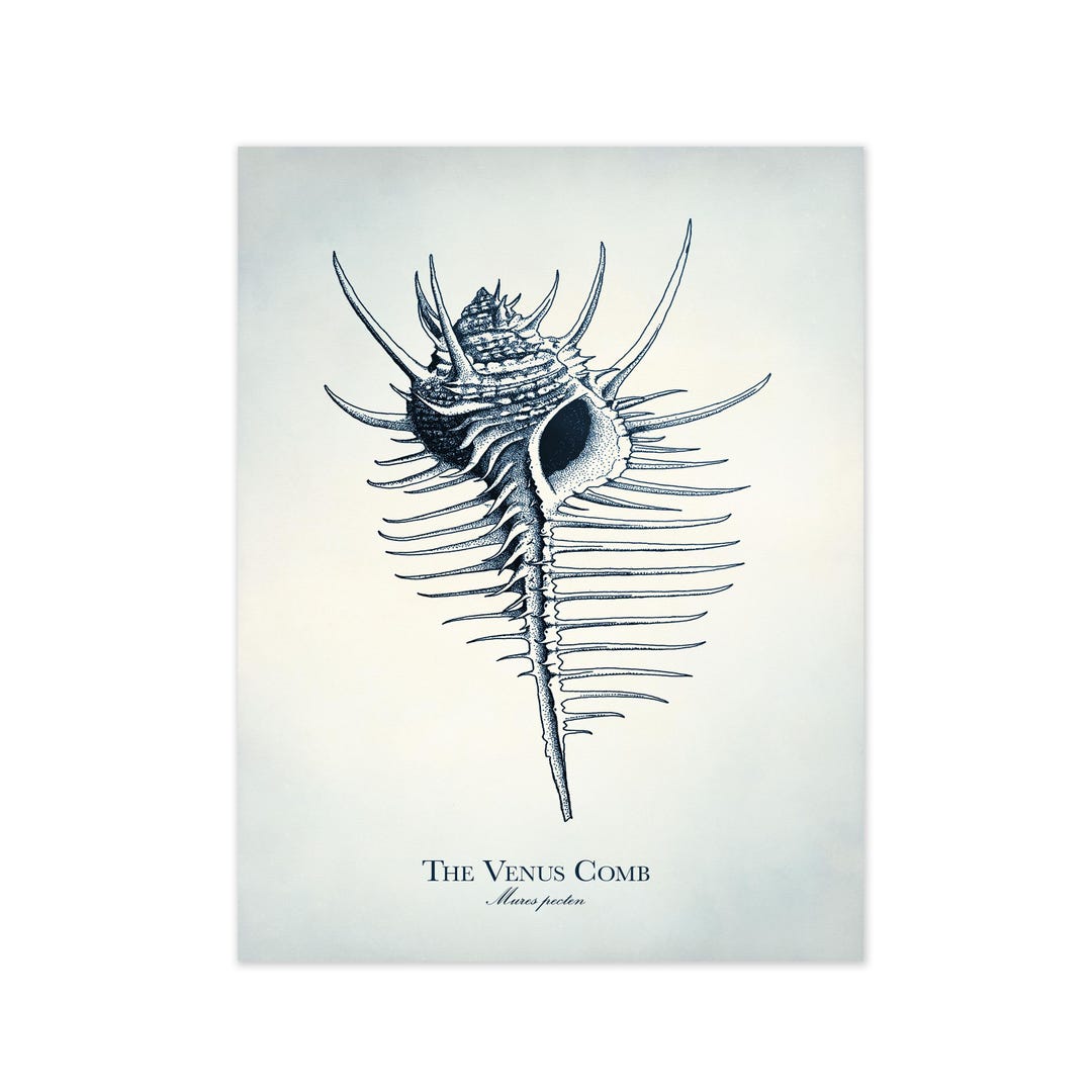 Seashell Art Print, Vintage Venus Comb Illustration, Coastal Home Decor ...