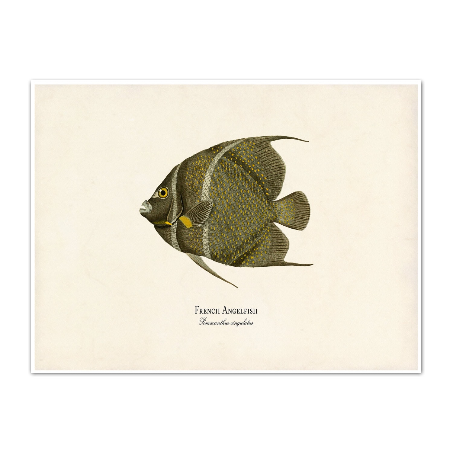 Colorful Tropical Fish Print Set of 4 Beach Home Decor Beach - Etsy