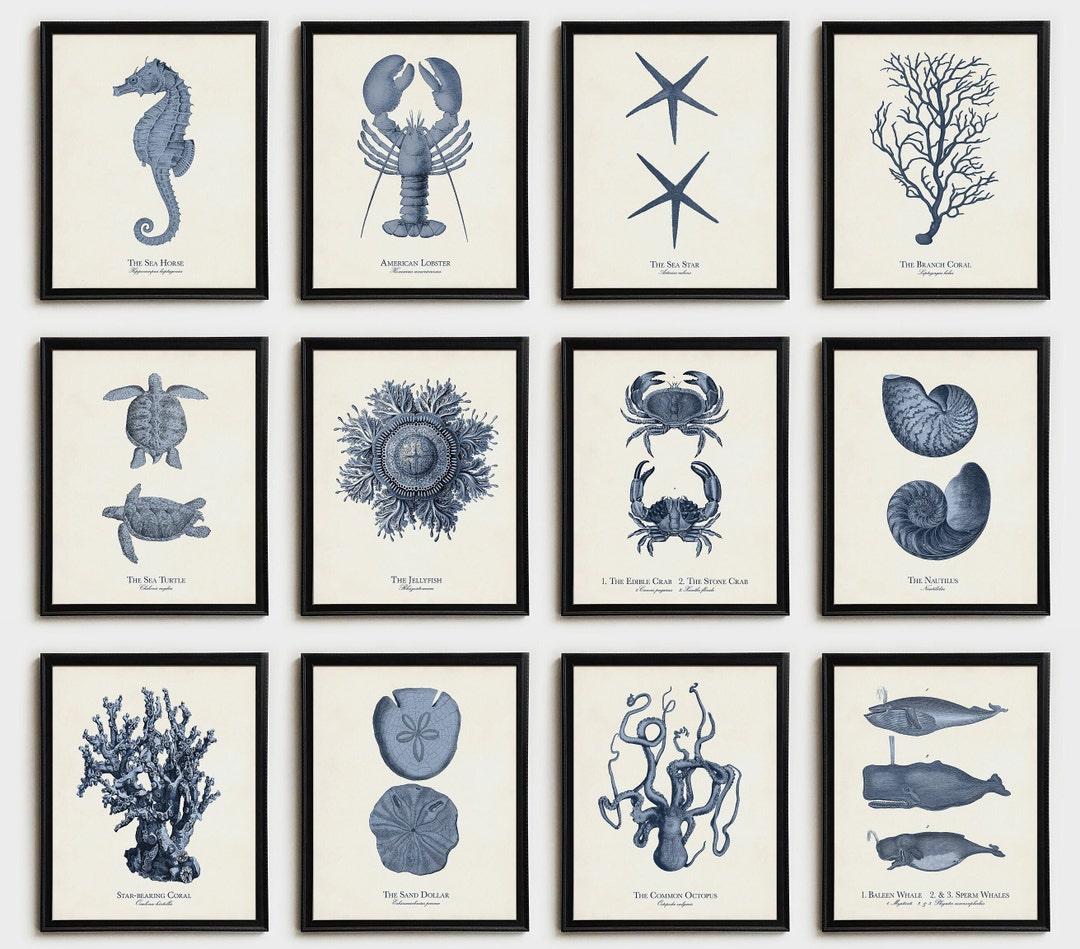 Vintage Sea Life Prints Set of 12: Navy Nautical Wall Art - Etsy