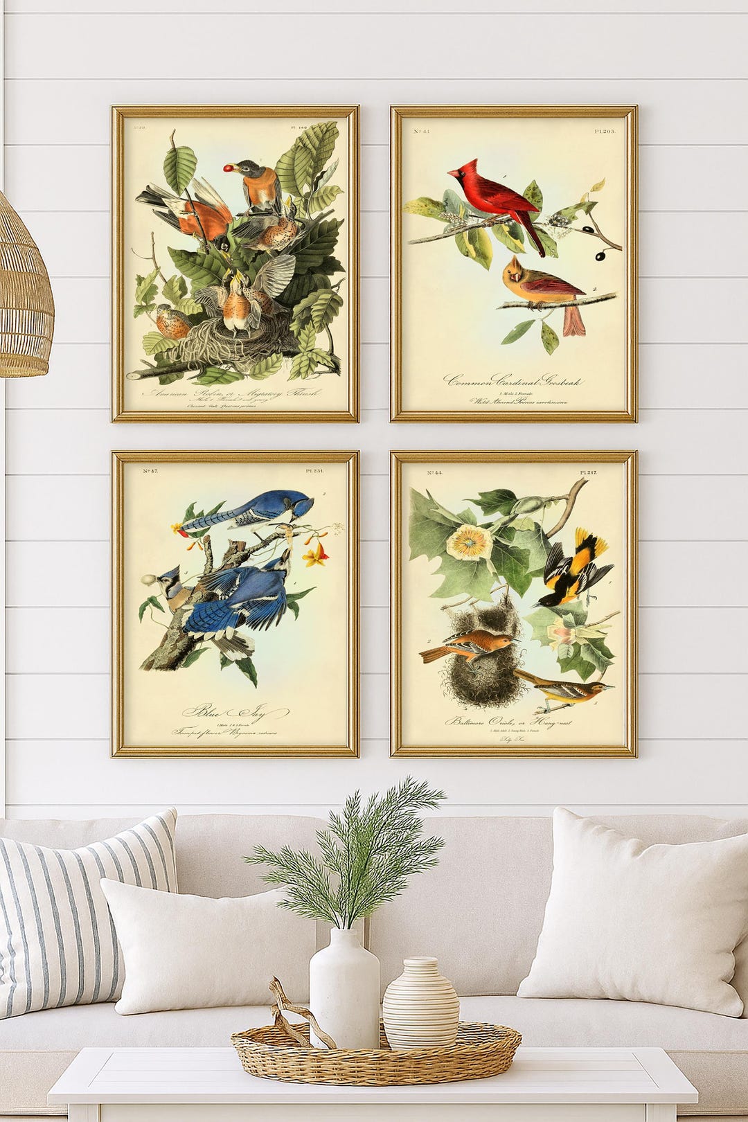Audubon Bird Print Set: Cardinal, Robin, Blue Jay, Oriole - Birds of ...