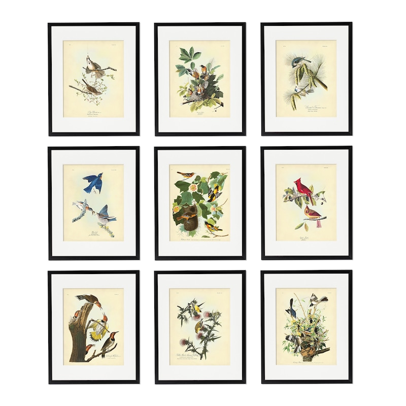 Audubon - Etsy