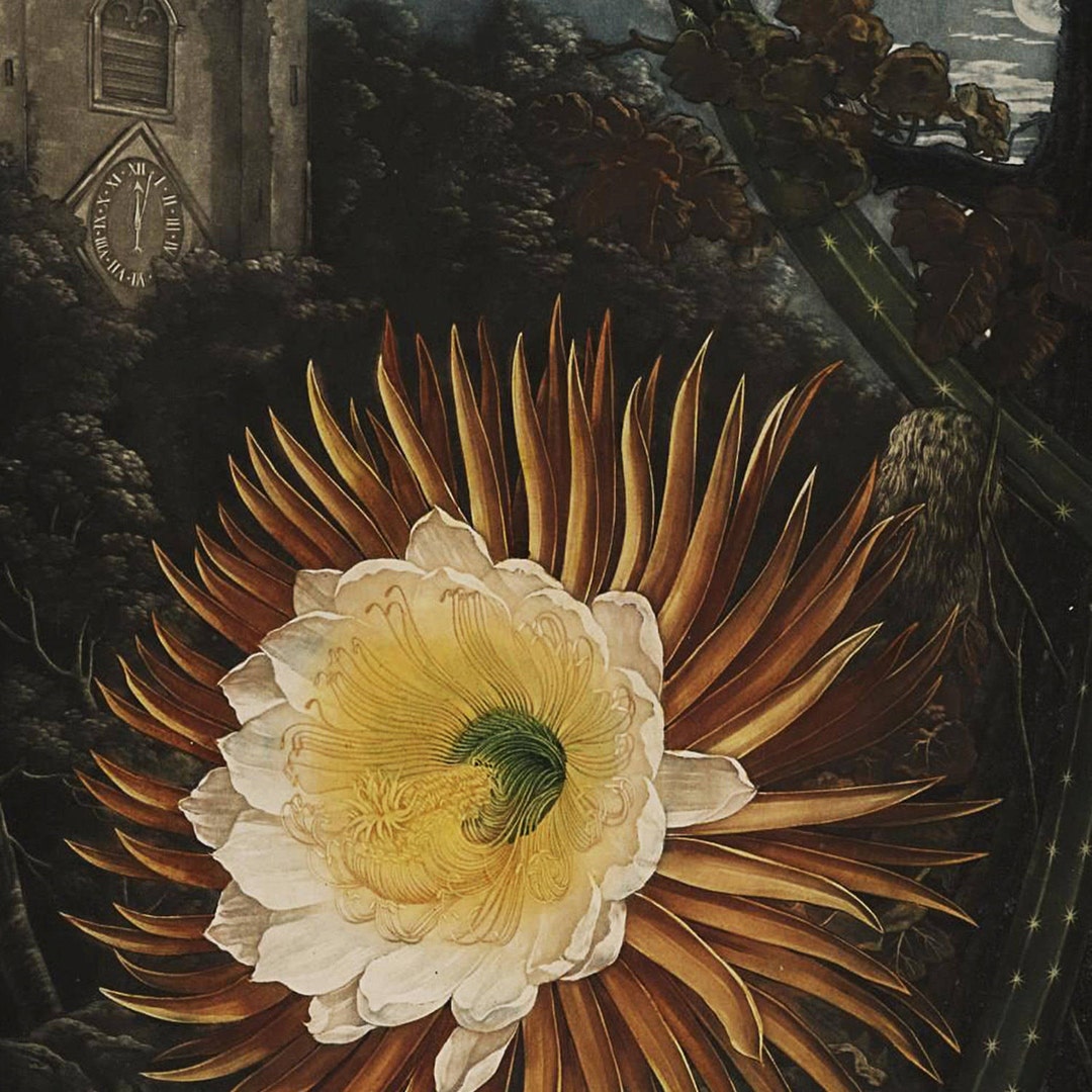 The Night-blooming Cereus Print, Botanical Art, Botanical Poster ...