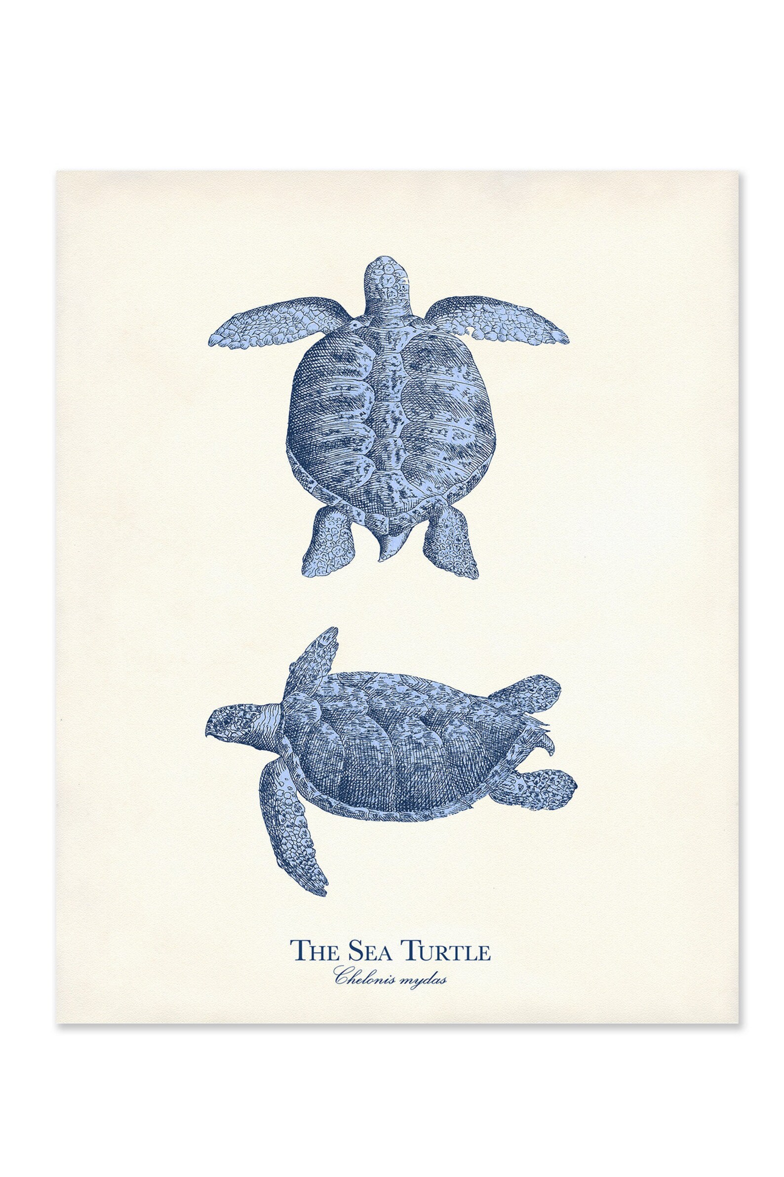 Sea Life Print Set of 6 in Blue 13 Beach Art Coastal Decor - Etsy Australia