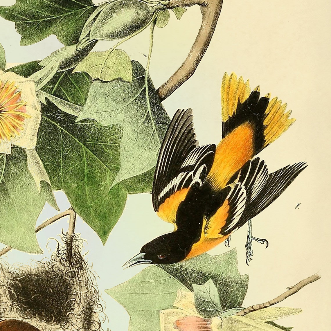 Baltimore Oriole Audubon Bird Print Botanical Wall Art Bird - Etsy Canada