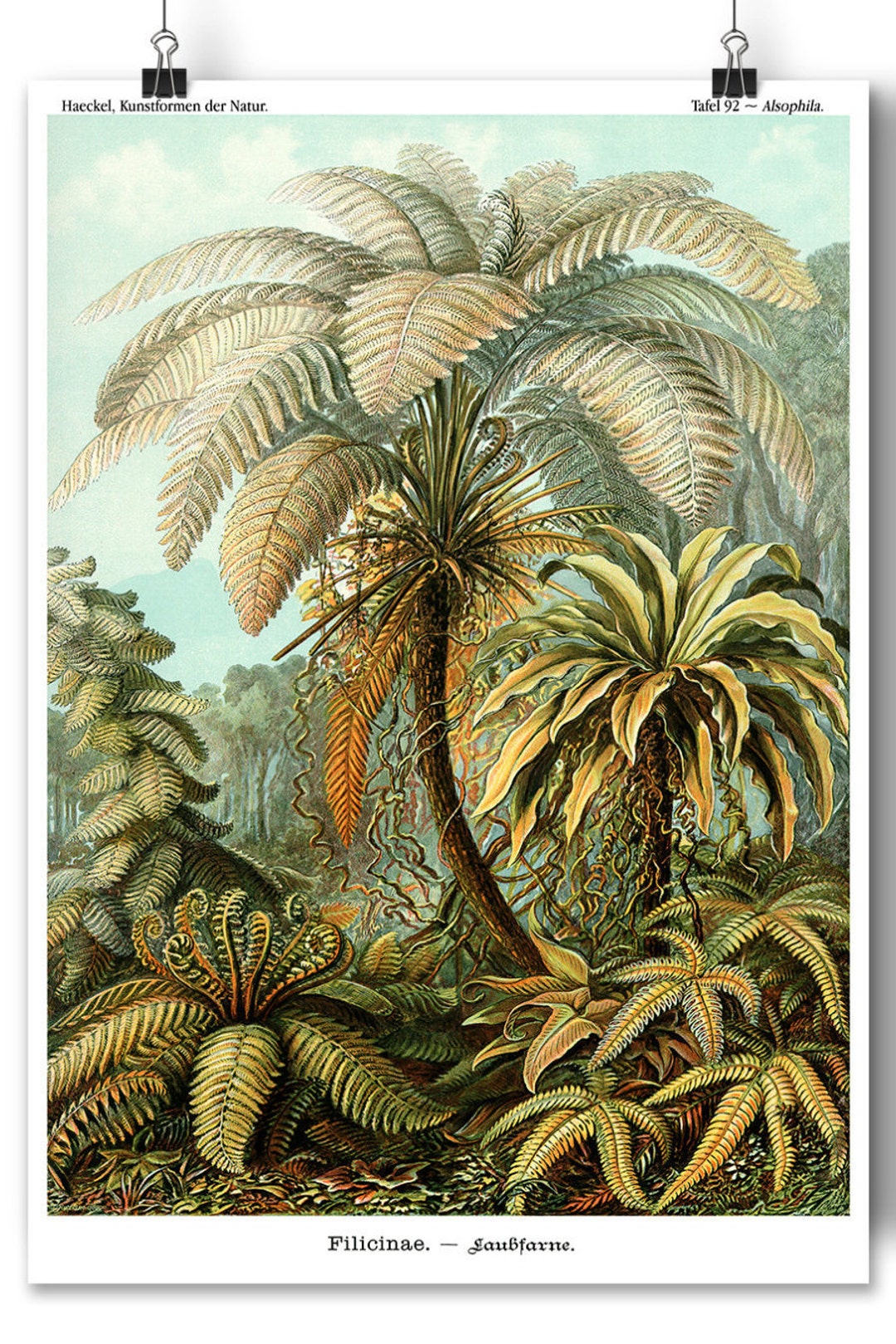 Prehistoric Ferns Botanical Art Print, Ferns Poster, Ernst Haeckel ...