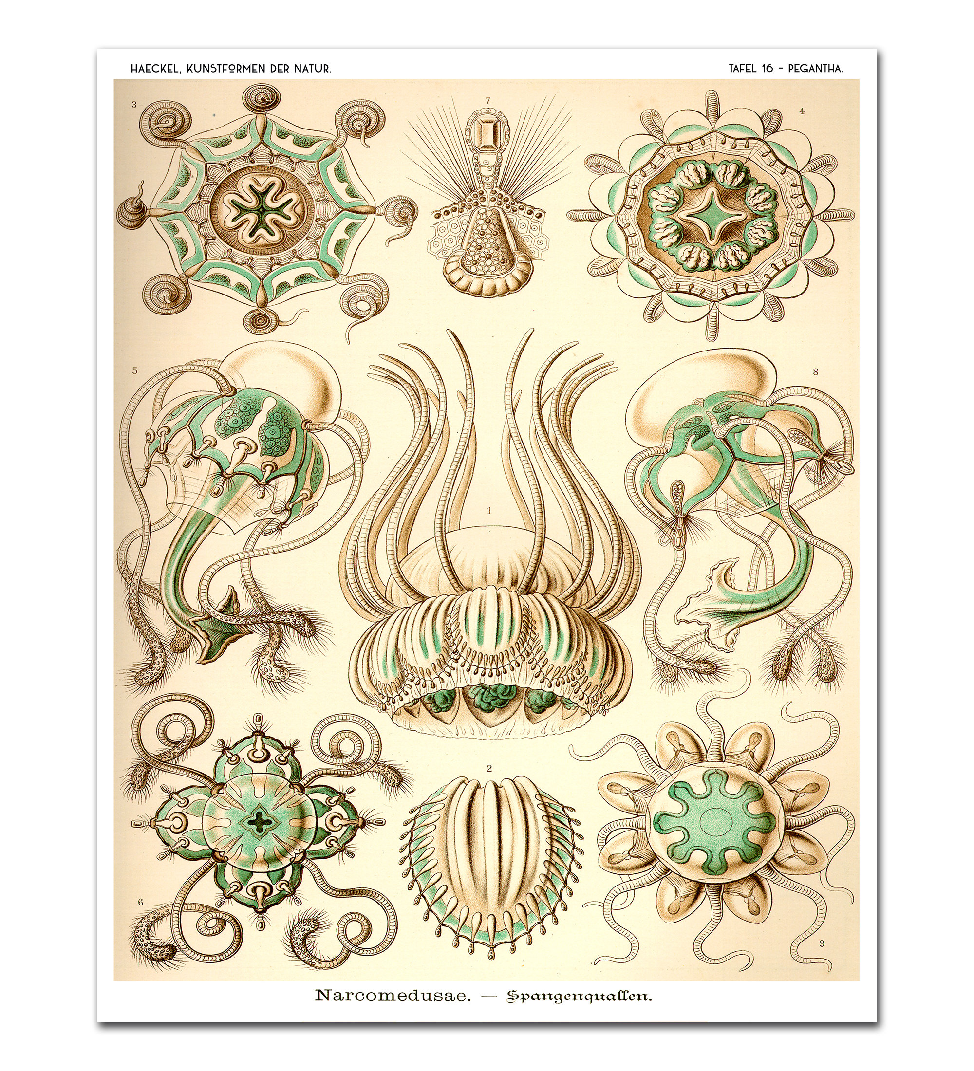 Jellyfish Print Ernst Haeckel Illustration Art Nouveau - Etsy