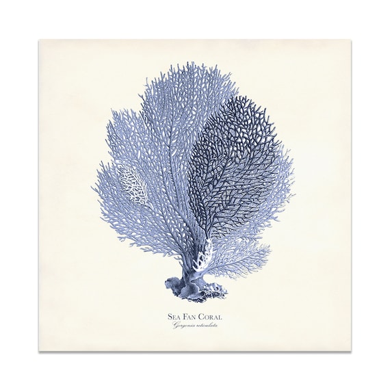 Sea Fan Drawing