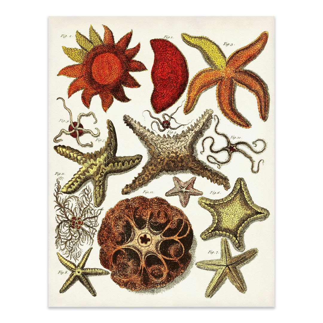 Starfish Art Print, Vintage Starfish Illustration, Warm Tone Nautical ...