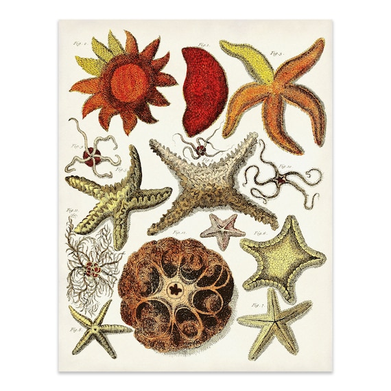 Vintage Starfish Illustration