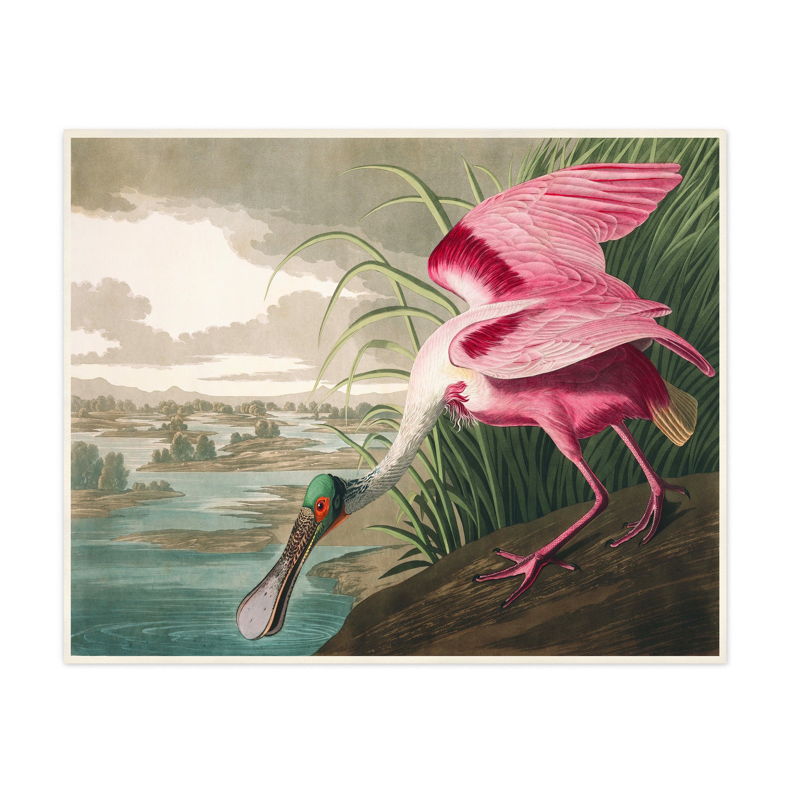 Roseate Spoonbill Print Audubon Birds of America Vintage - Etsy