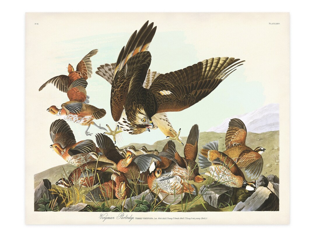 Virginia Partridge Art Print, Audubon Birds of America, Quail ...