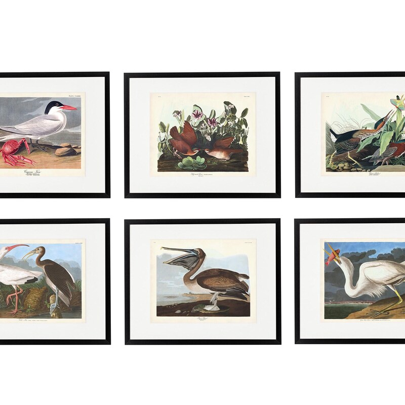 Florida Bird Art - Etsy