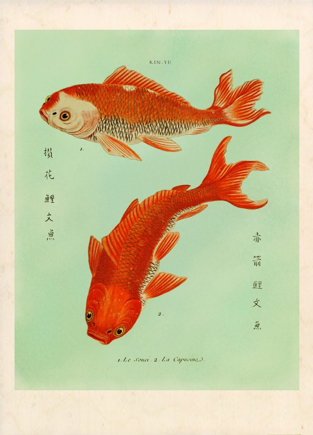 Chinese Goldfish Illustration