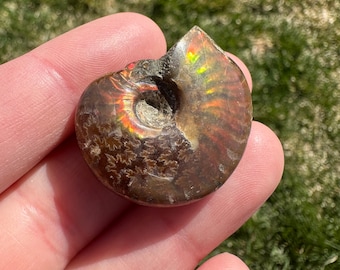 Opalized Ammonite / Fire Ammonite / Ammonite Specimen / Polished ...