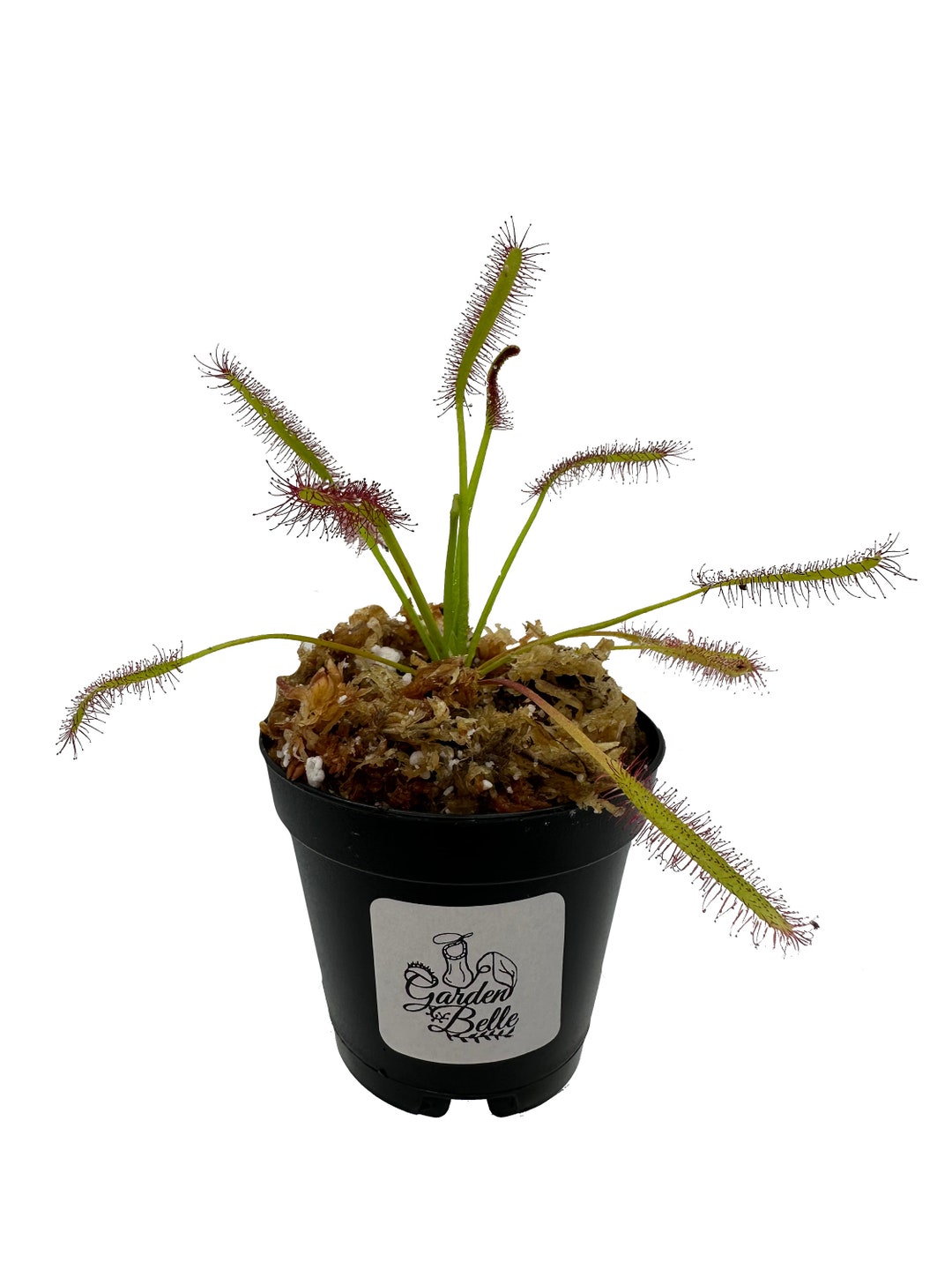 Cape Sundew (drosera Capensis) Carnivorous Plant in 2" Pot - Etsy