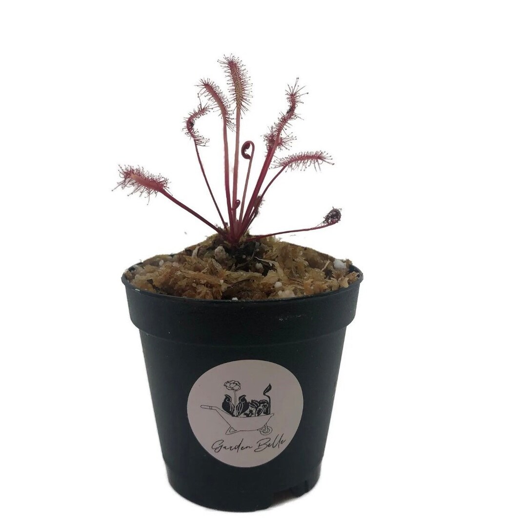 Cape Sundew ‘red’ Carnivorous Plant in 2" Pot - Etsy