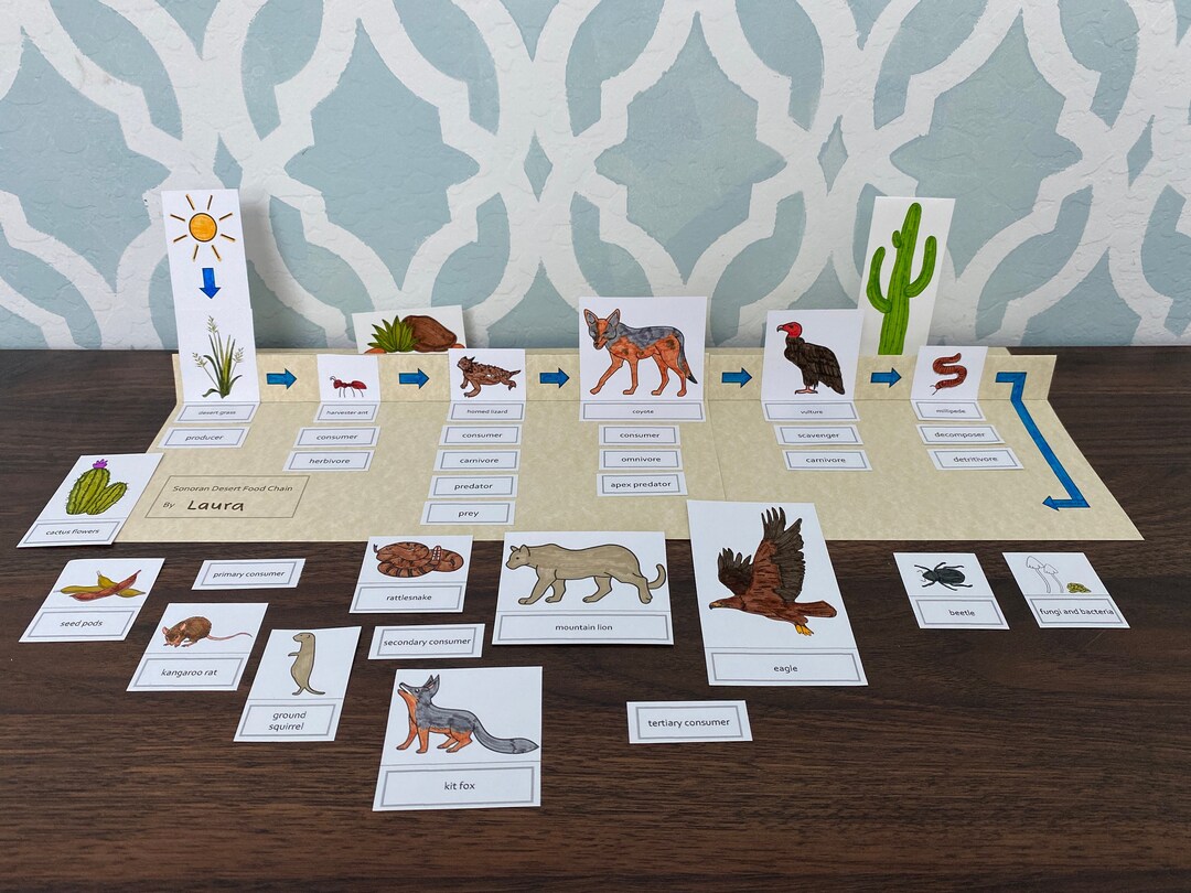 Sonoran Desert Expanded Food Chain Printable - Etsy