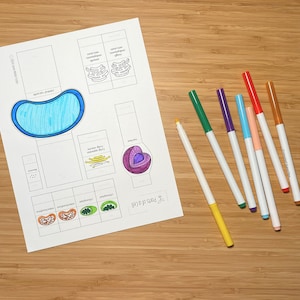 Paper Plant Cell Model - Etsy