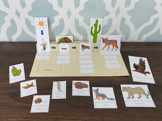 Sonoran Desert Animals Food Chain
