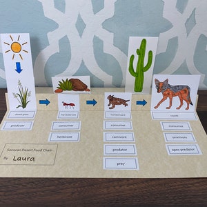 Sonoran Desert Food Chain Printable - Etsy